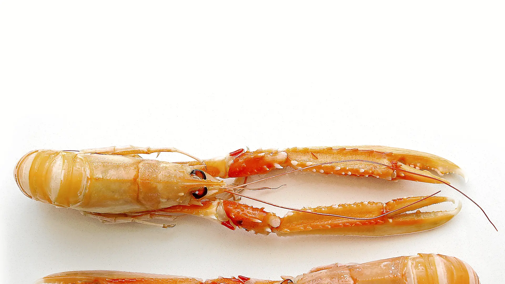 Cigalas en verano: textura, sabor y el recuerdo del mar | Noticias de ...