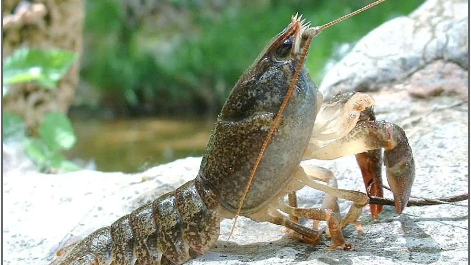 Diez animales autóctonos de Aragón