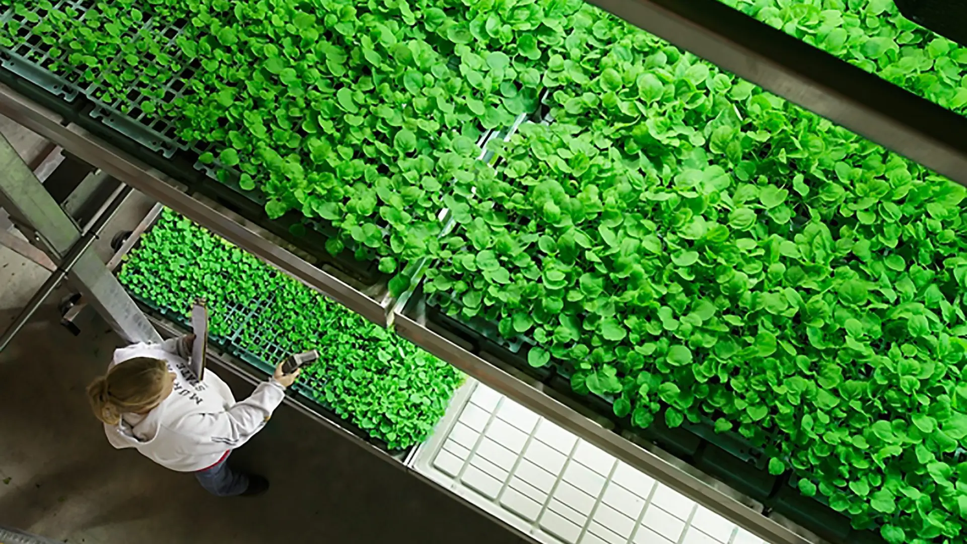 El fármaco ZMapp, una esperanza ante la expansión del ébola | Noticias ...