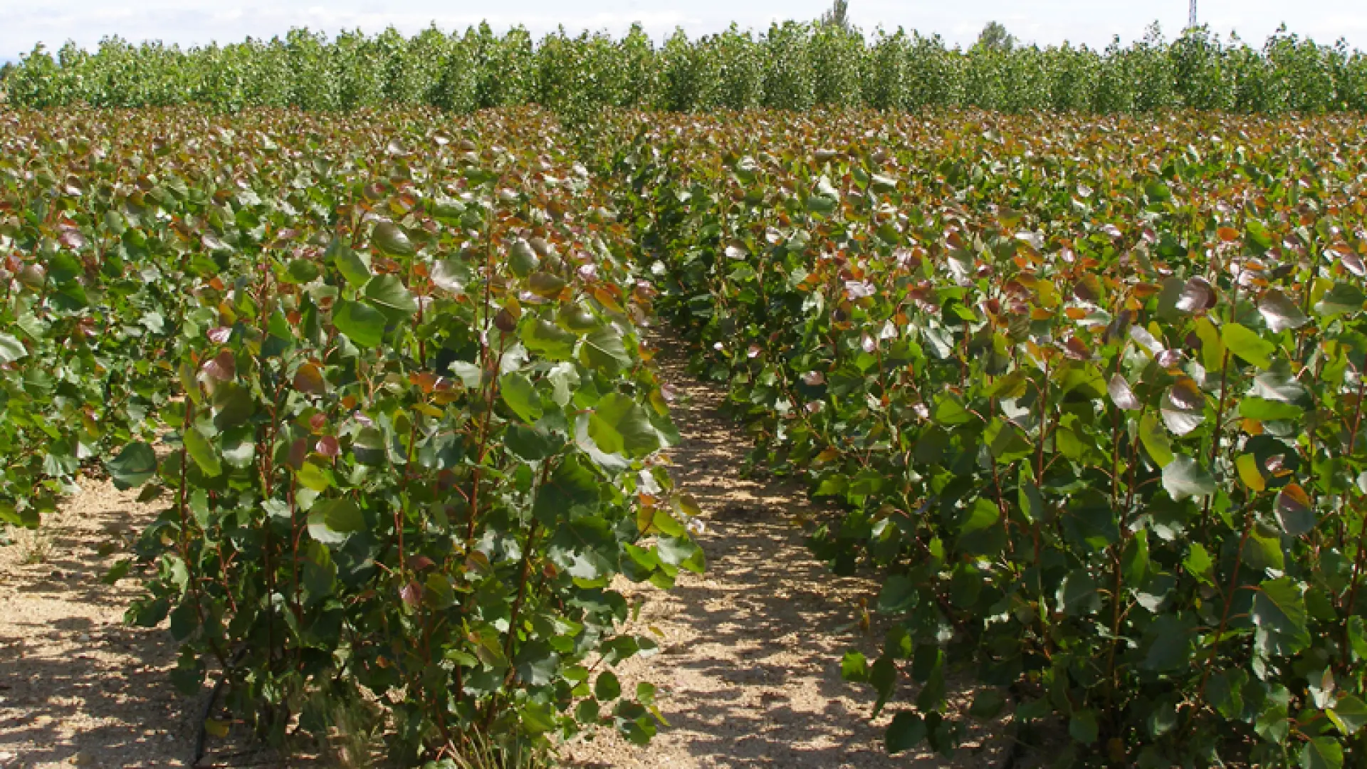 El Ceder colaborará con Copiso y Purines Almazán en un proyecto sobre ...