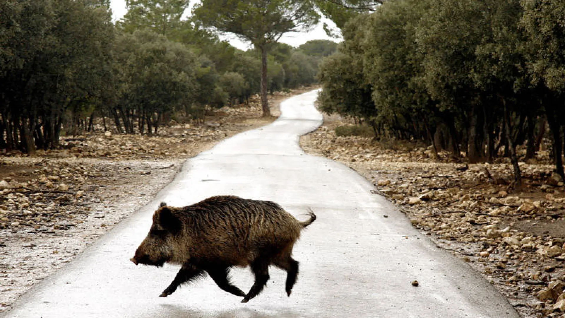 La aparición del 'cerdolí' en Aragón, un peligro para los jabalíes ...