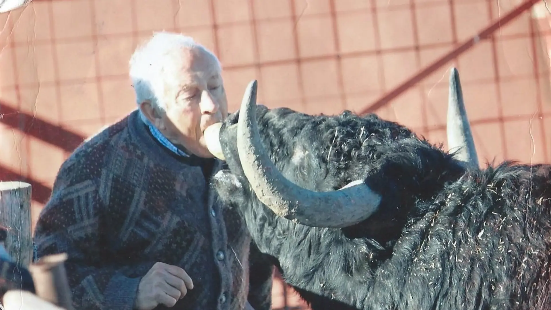 "El toro 'Capitán' es lo más noble del mundo" | Noticias de Aragón en ...