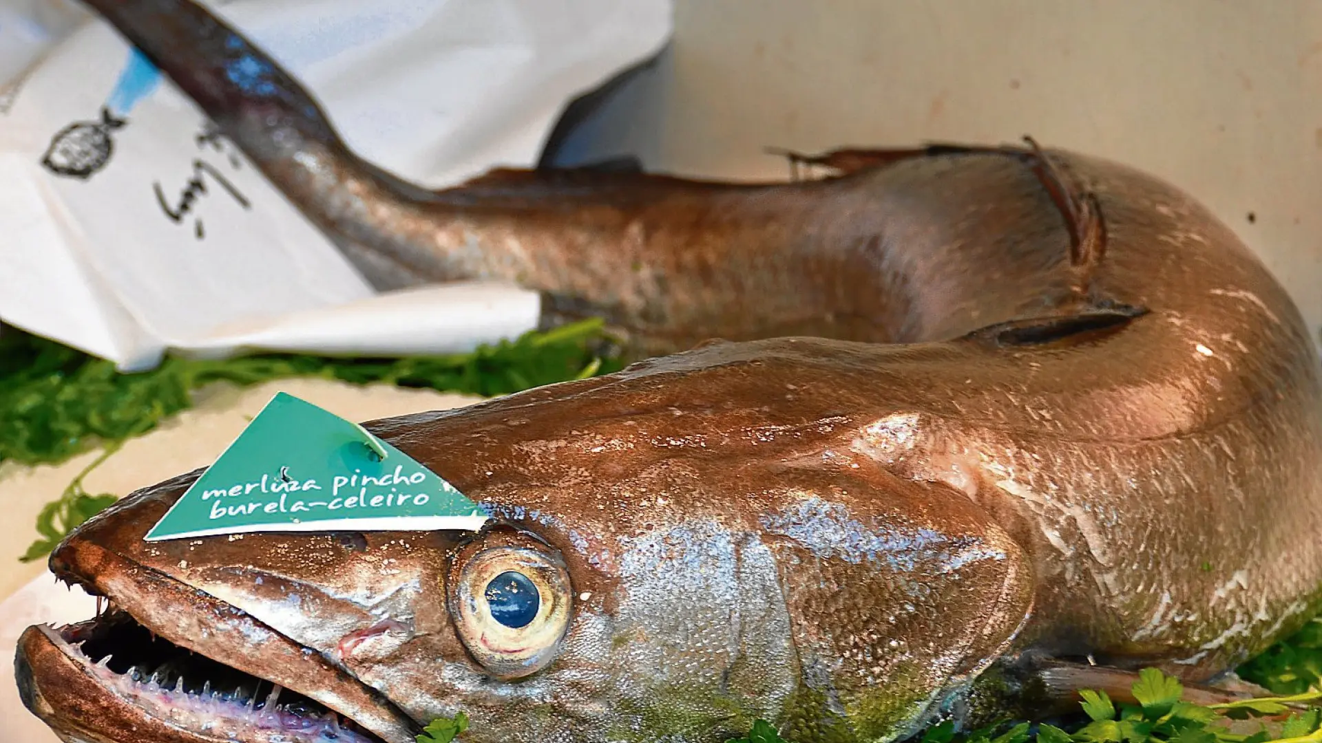 Los orígenes de la merluza se remontan a hace 50 millones de años en ...