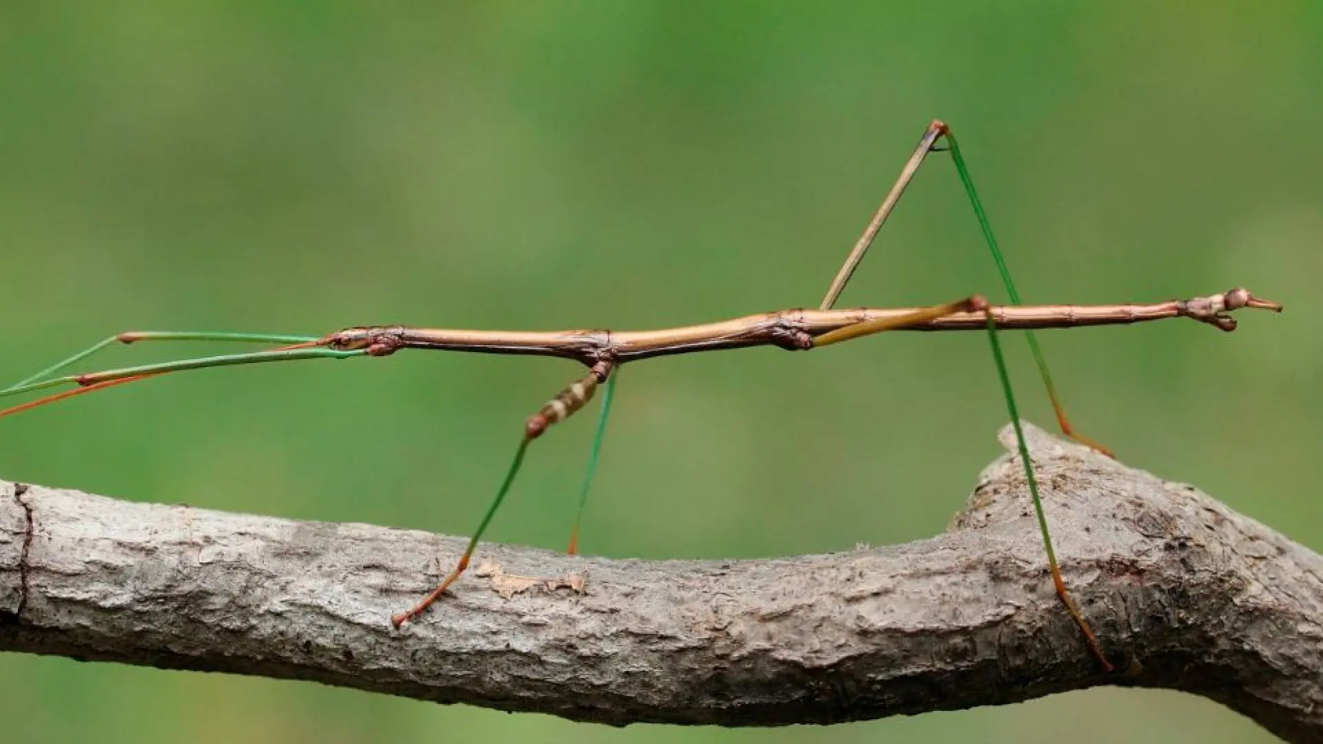 ¿Cuánto mide el insecto más grande del mundo? | Noticias de ARAGÓN en ...