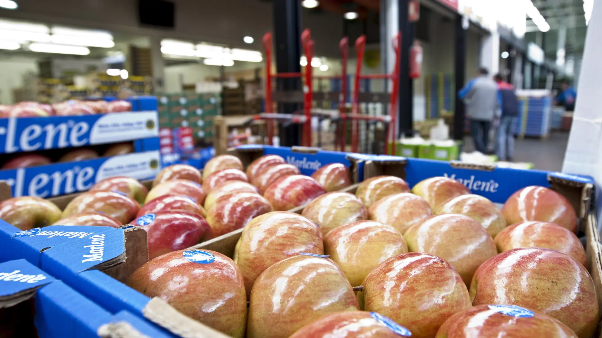 ¿Cuántas clases de manzanas hay? | Noticias de ARAGÓN en Heraldo.es