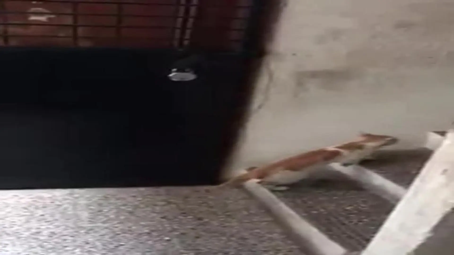 Gato llamando a la puerta