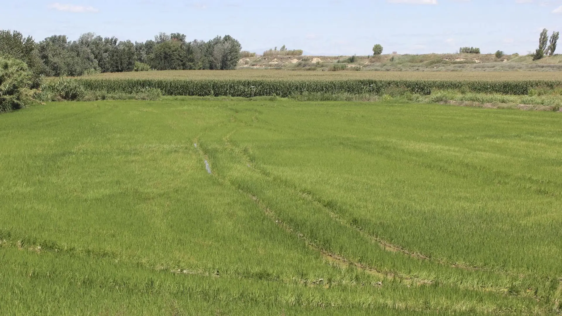 Arrocera del Pirineo agota su arroz variedad 'maratelli'