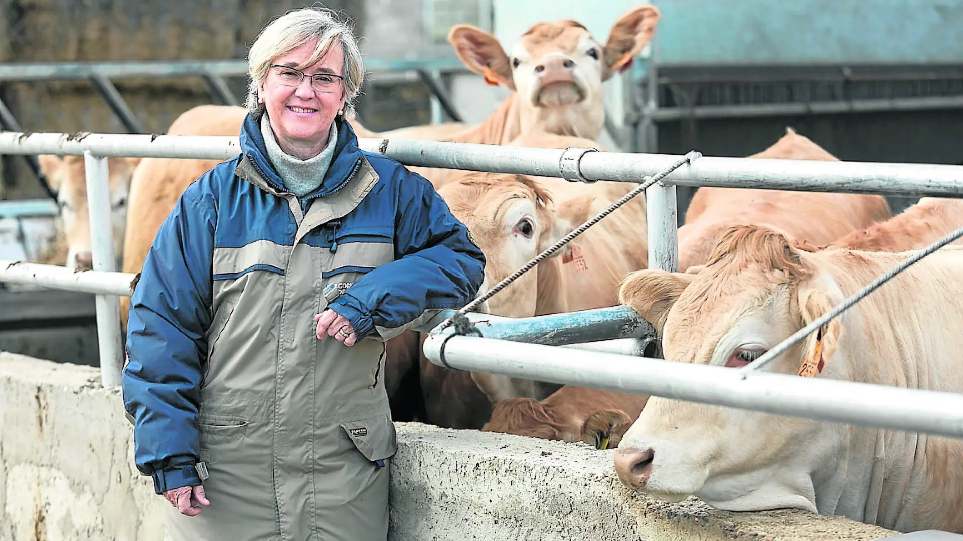 "Las vacas también tienen carnet de identidad" | Noticias de ARAGÓN en ...