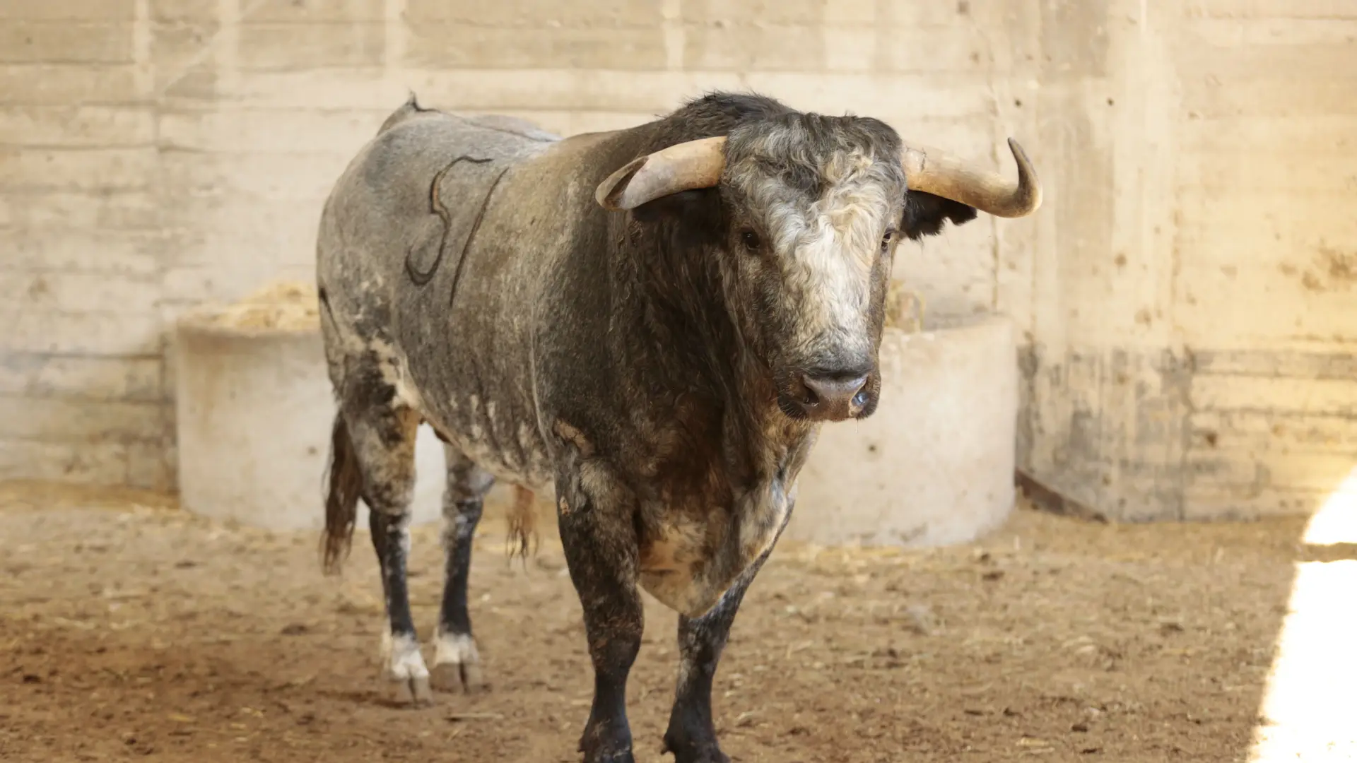 Los seis toros de la corrida concurso de ganaderías
