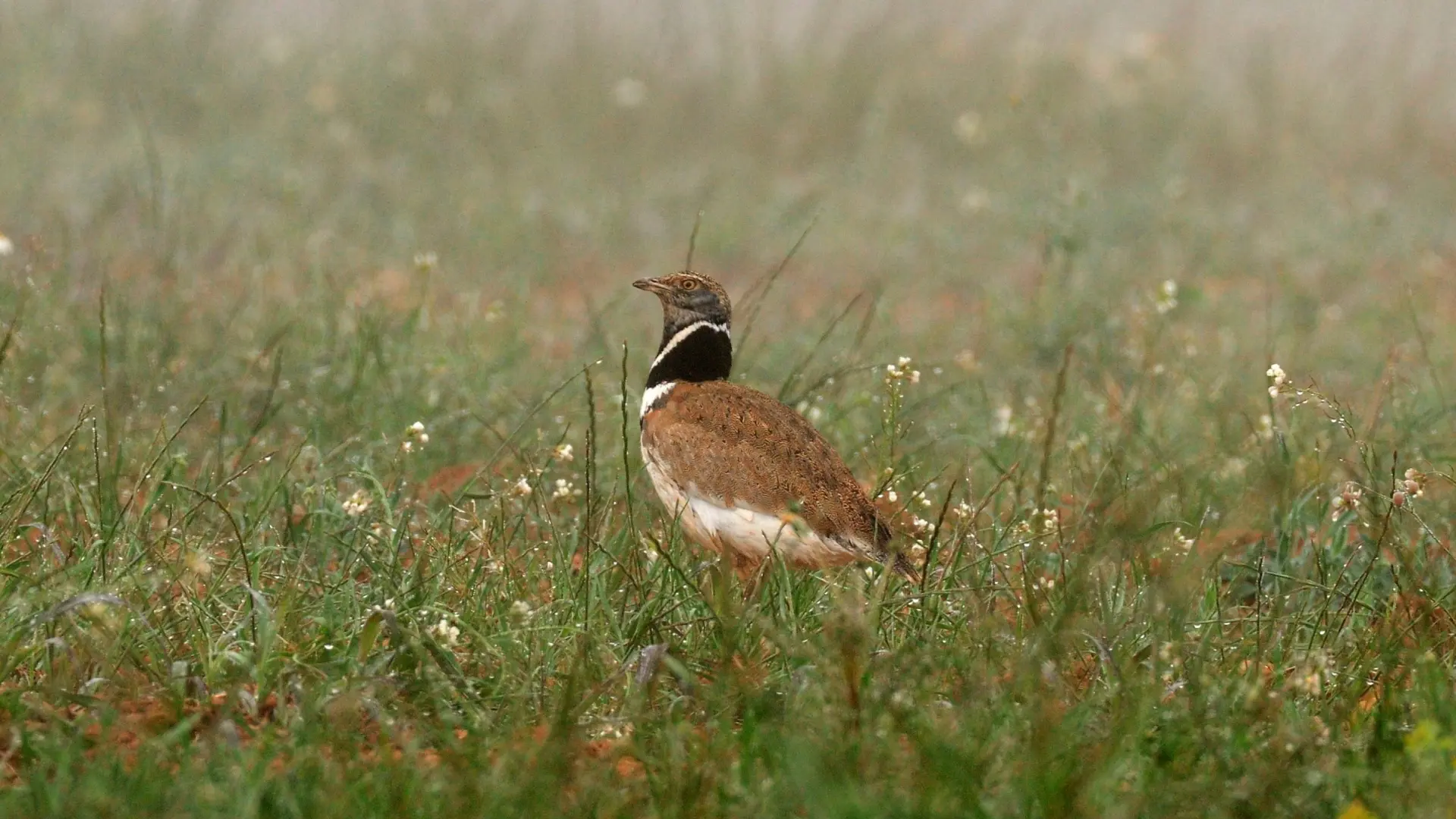 El sisón, declarada ave del año 2017, en peligro en Aragón | Noticias ...