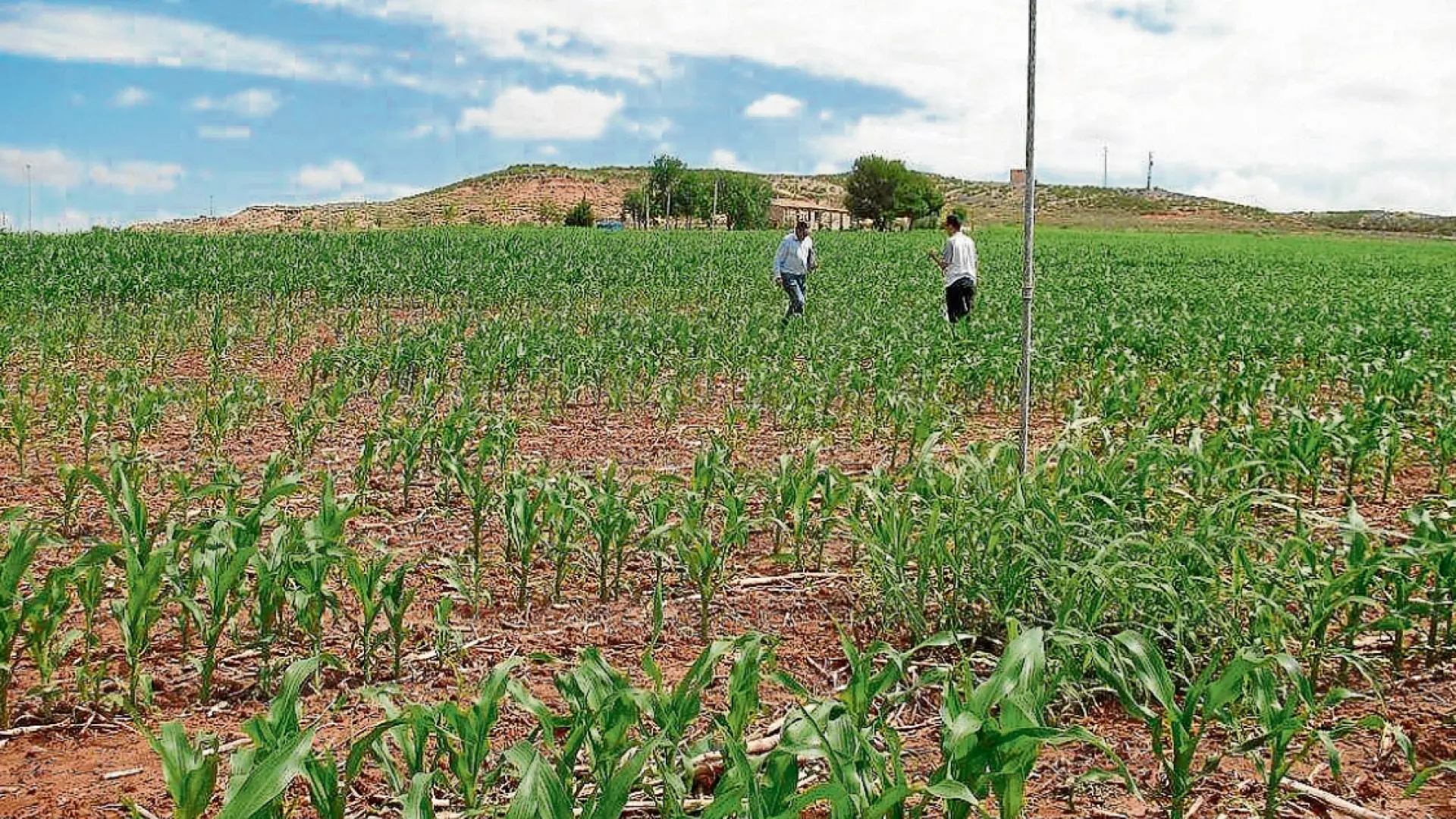 La prevención, clave para acabar con el teosinte | Noticias de en ...