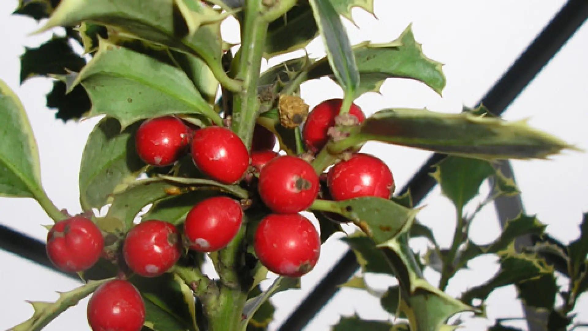 ¿Por qué son navideños los frutos del acebo?