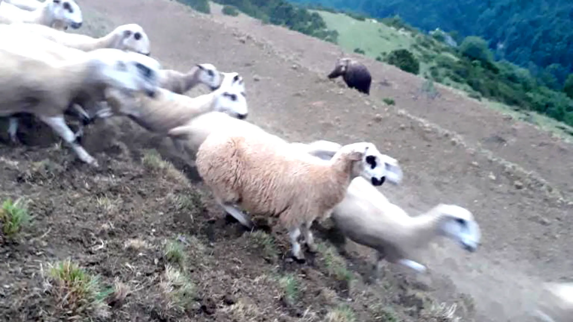 La Generalitat propone capturar y trasladar al oso 'Goiat' | Noticias ...