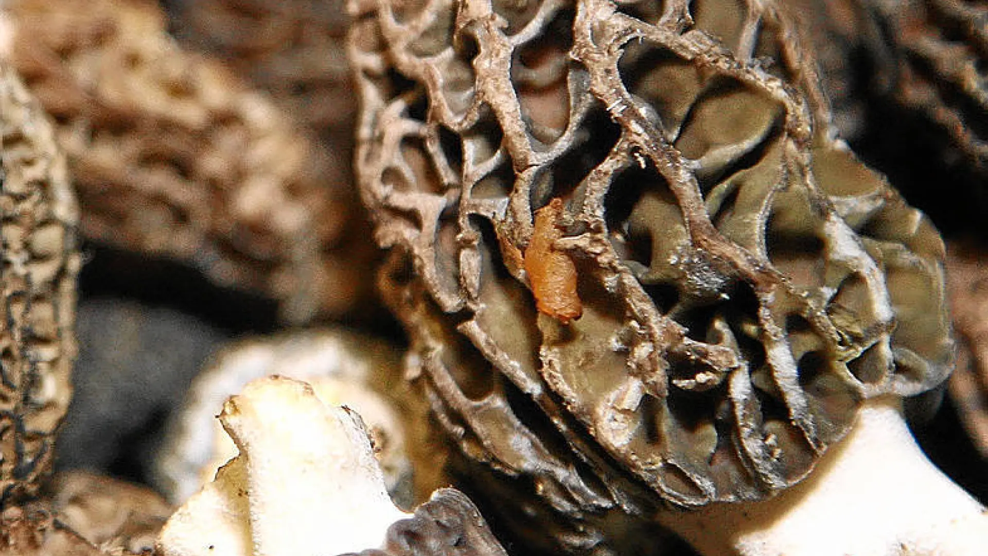 Cómo disfrutar de la colmenilla sin riesgo | Noticias de Gastronomía en ...