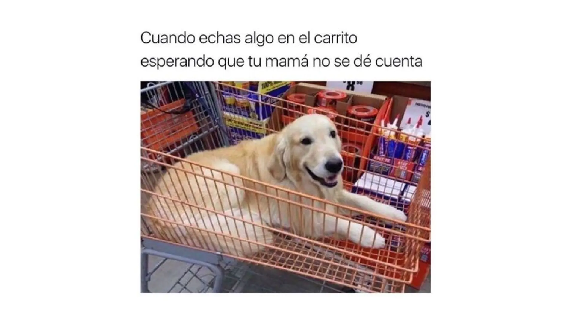 ¿Quieres memes? Toma memes