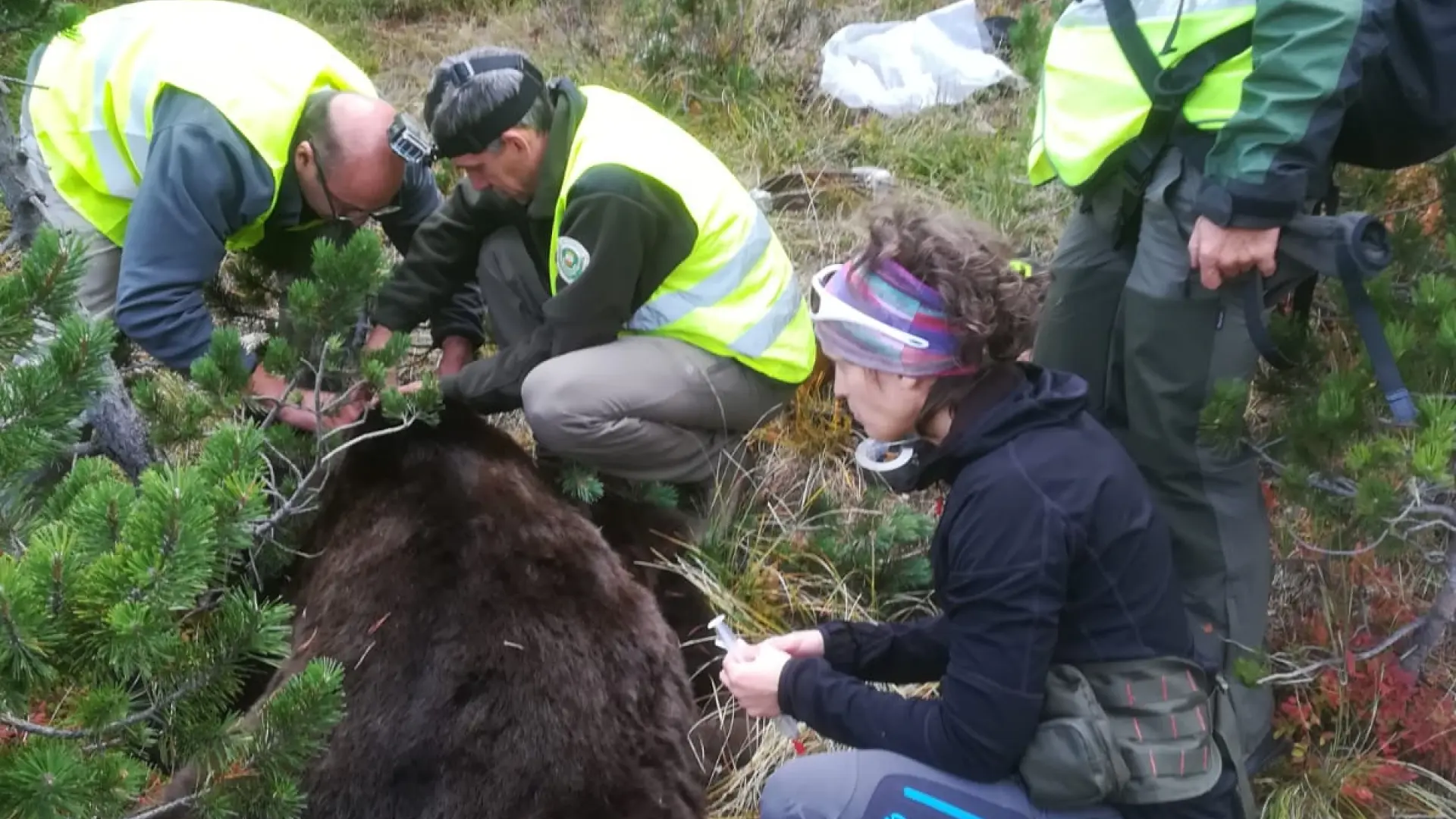 Proponen capturar al oso Goiat para volver a colocarle un collar GPS