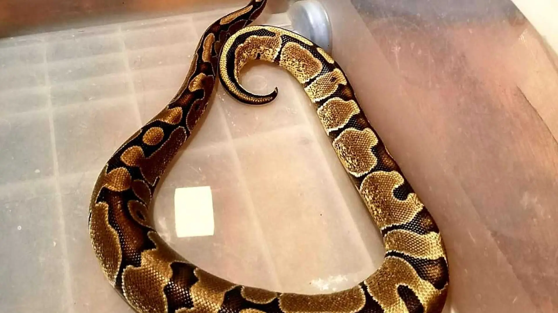 La pitón real: otro ejemplo de mascotas que se convierten en un problema