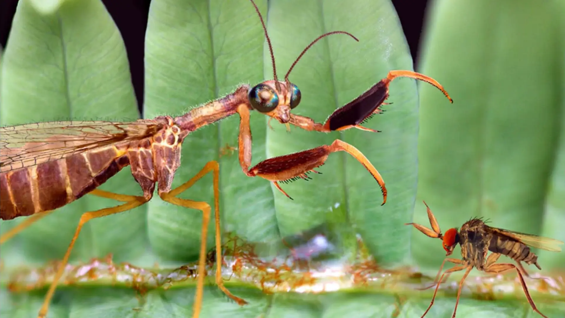 Hallan en Teruel un insecto fosilizado con 105 millones de antigüedad