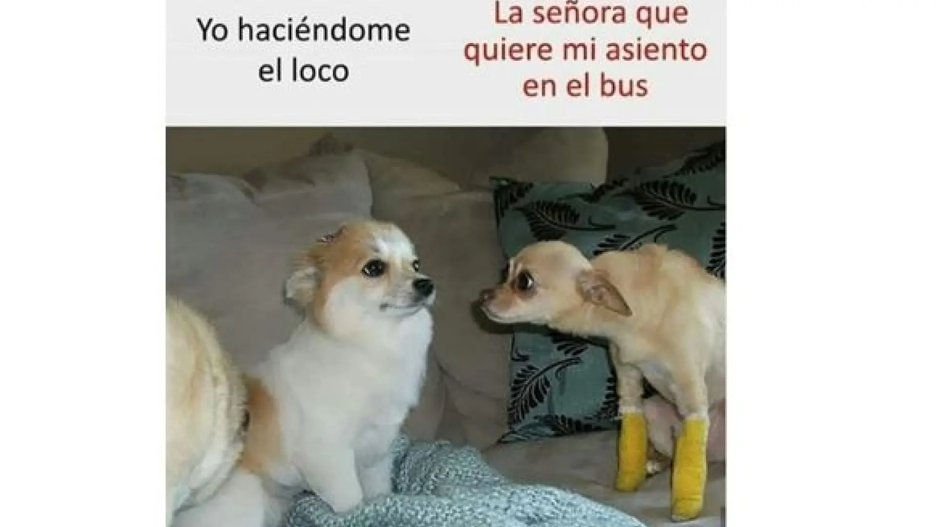 Memes De Chihuahua Llorando