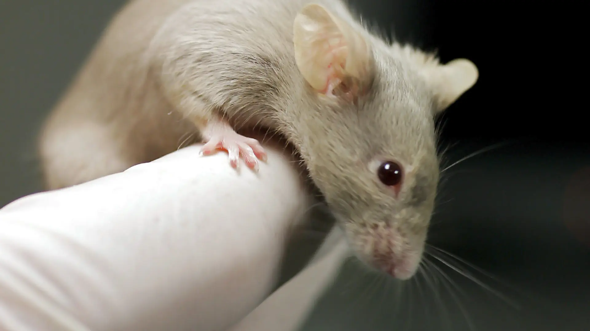 Desarrollan una vacuna contra el cáncer que mata y previene el tumor ...