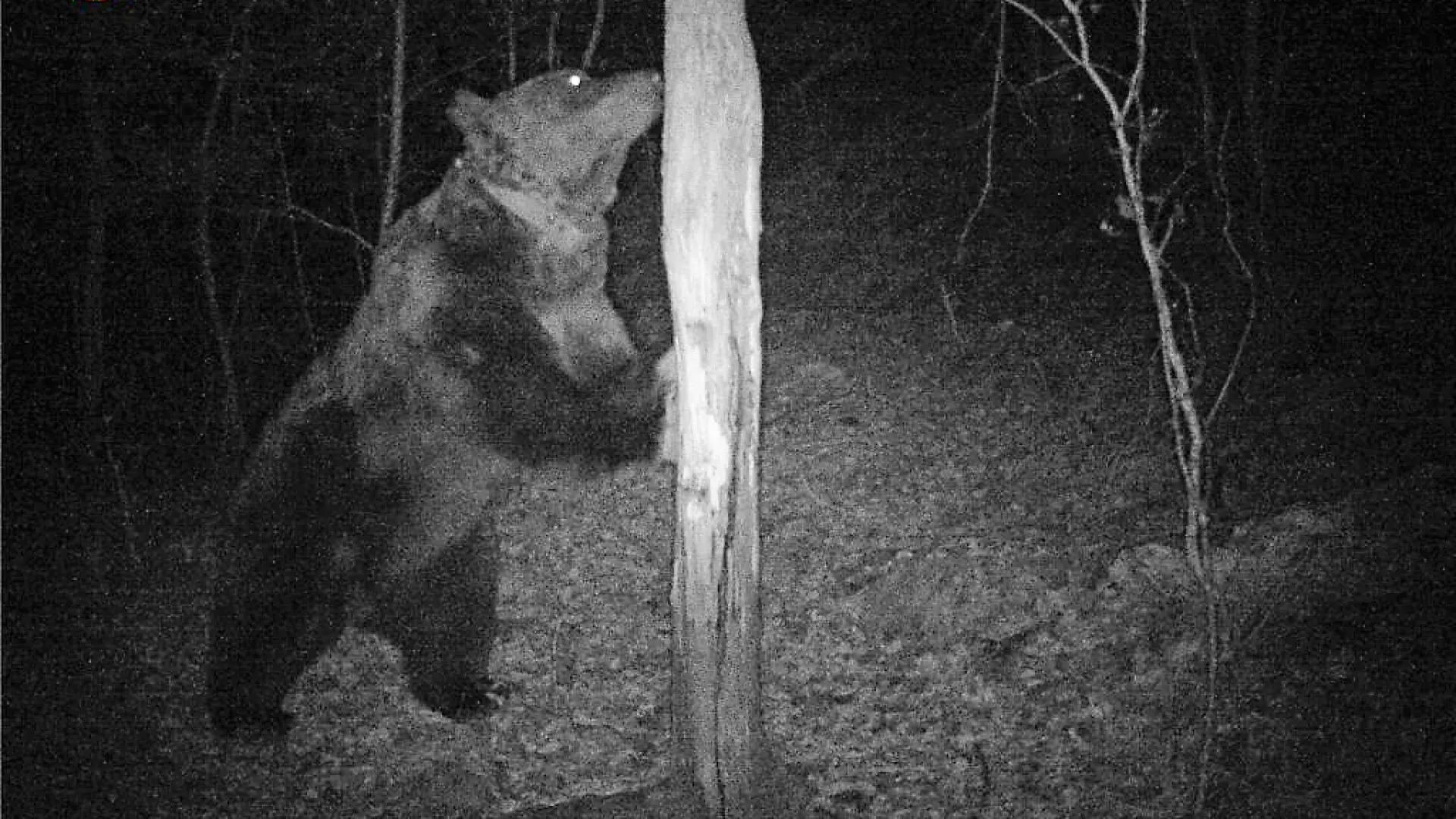 Sin pistas de Goiat, uno de los cuatro osos 'fichados' en el Pirineo ...