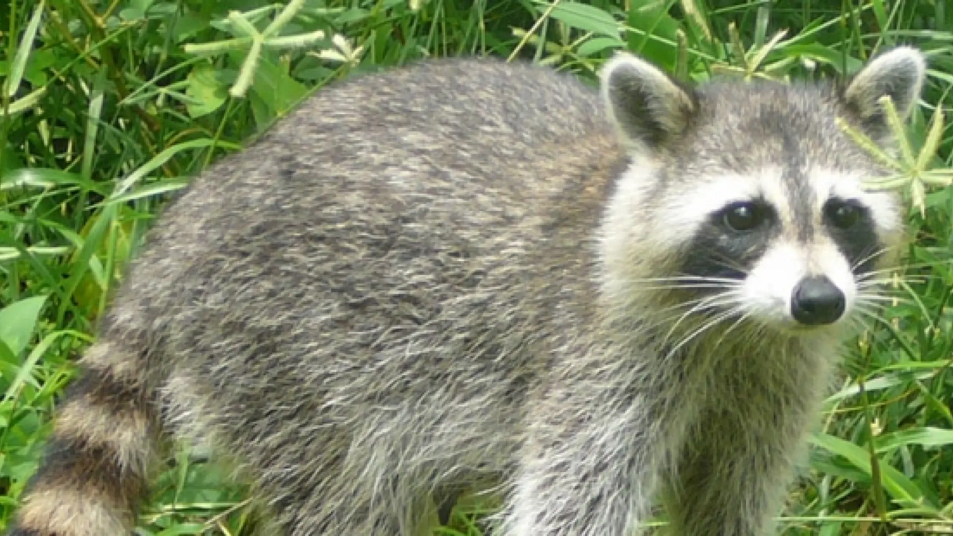 Localizado un mapache muerto en la N-232 junto a la localidad de Quinto