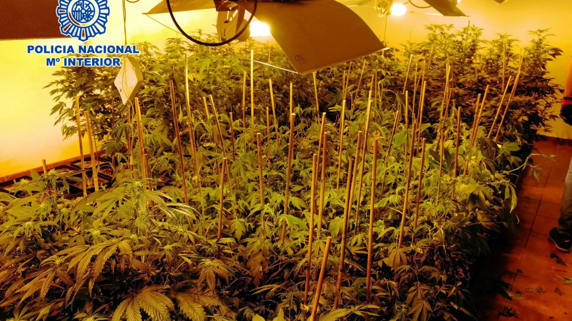 Desmantelan una plantación de marihuana en El Burgo y detienen a cinco personas