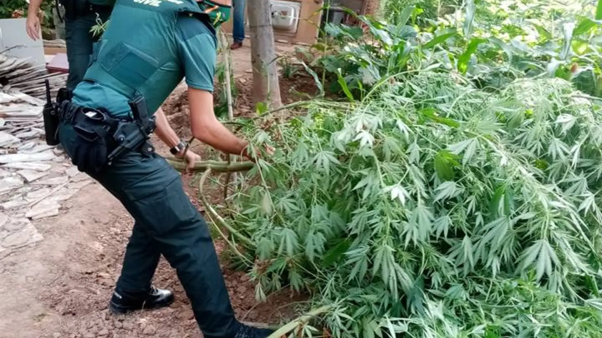 Desmanteladas dos plantaciones de marihuana en un huerto y una casa de Alhama de Aragón y Bujaraloz