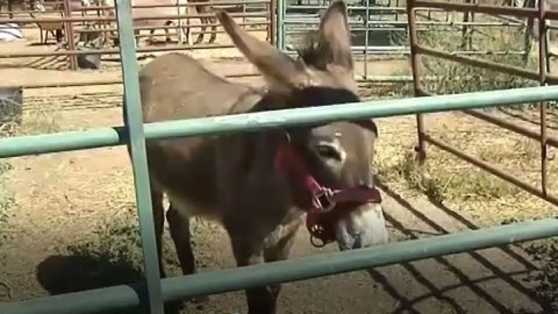 Objetivo: reeducar a Galileo, un pequeño burro que se cree un perro