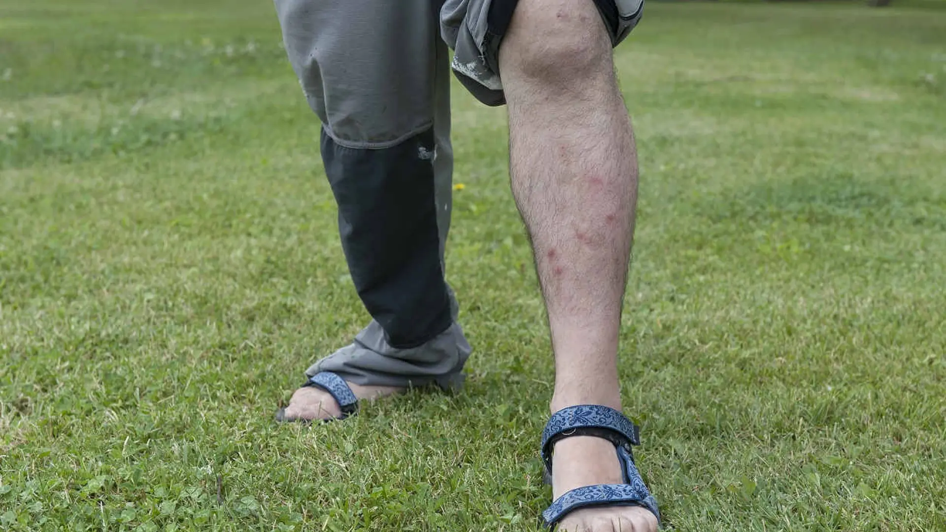 Alerta en Aragón por plagas de mosca negra: cómo curar y prevenir las ...