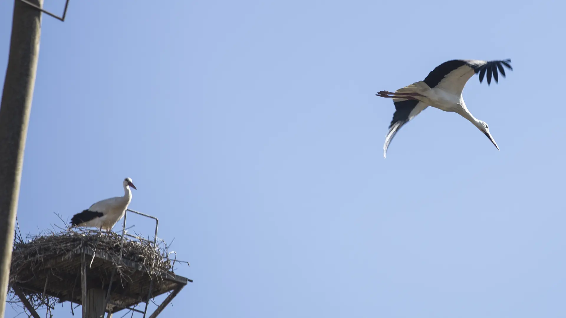 El menú saludable de las cigüeñas