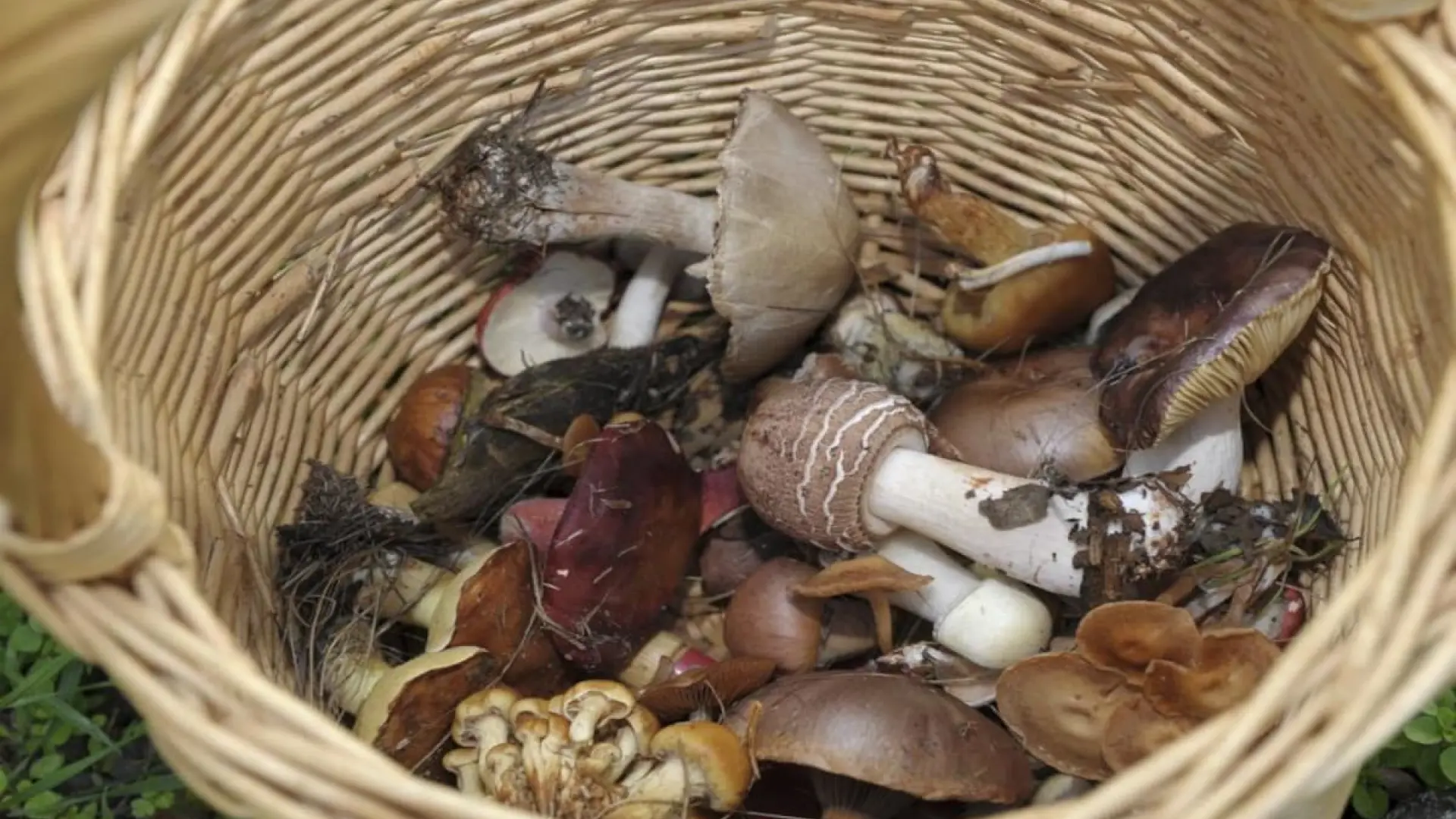 ¿Te gustan las setas? Estas son las mejores zonas de Aragón donde ...