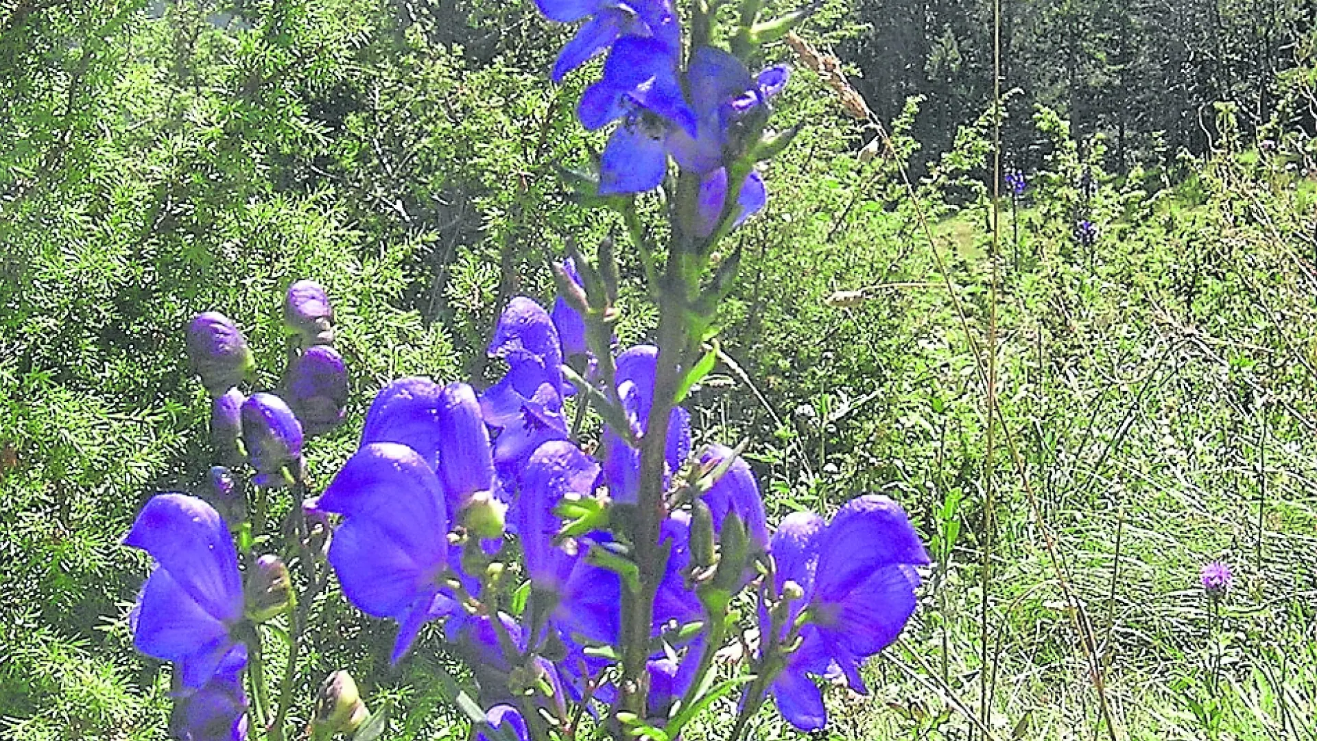 El acónito o matalobos, la planta más venenosa de Europa