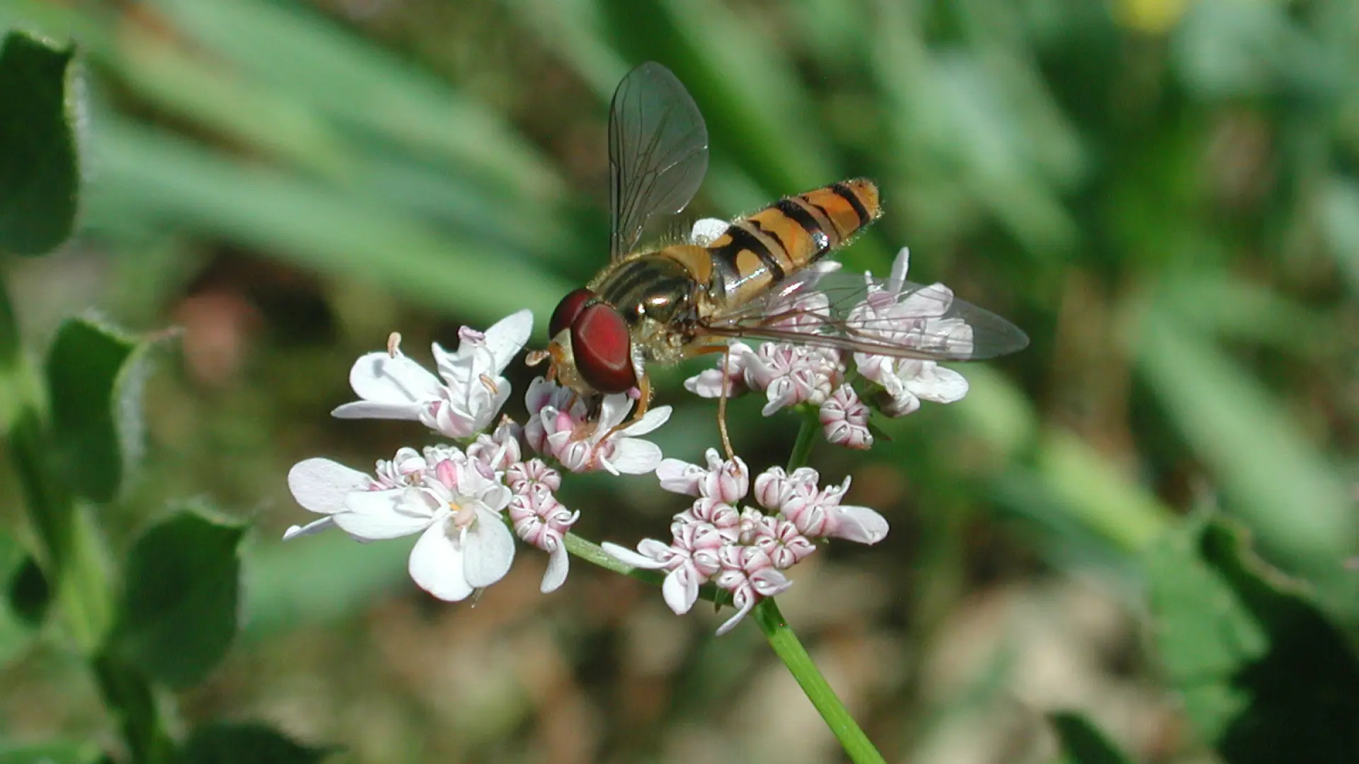 Insectos, fundamentales para equilibrar el ecosistema agrícola