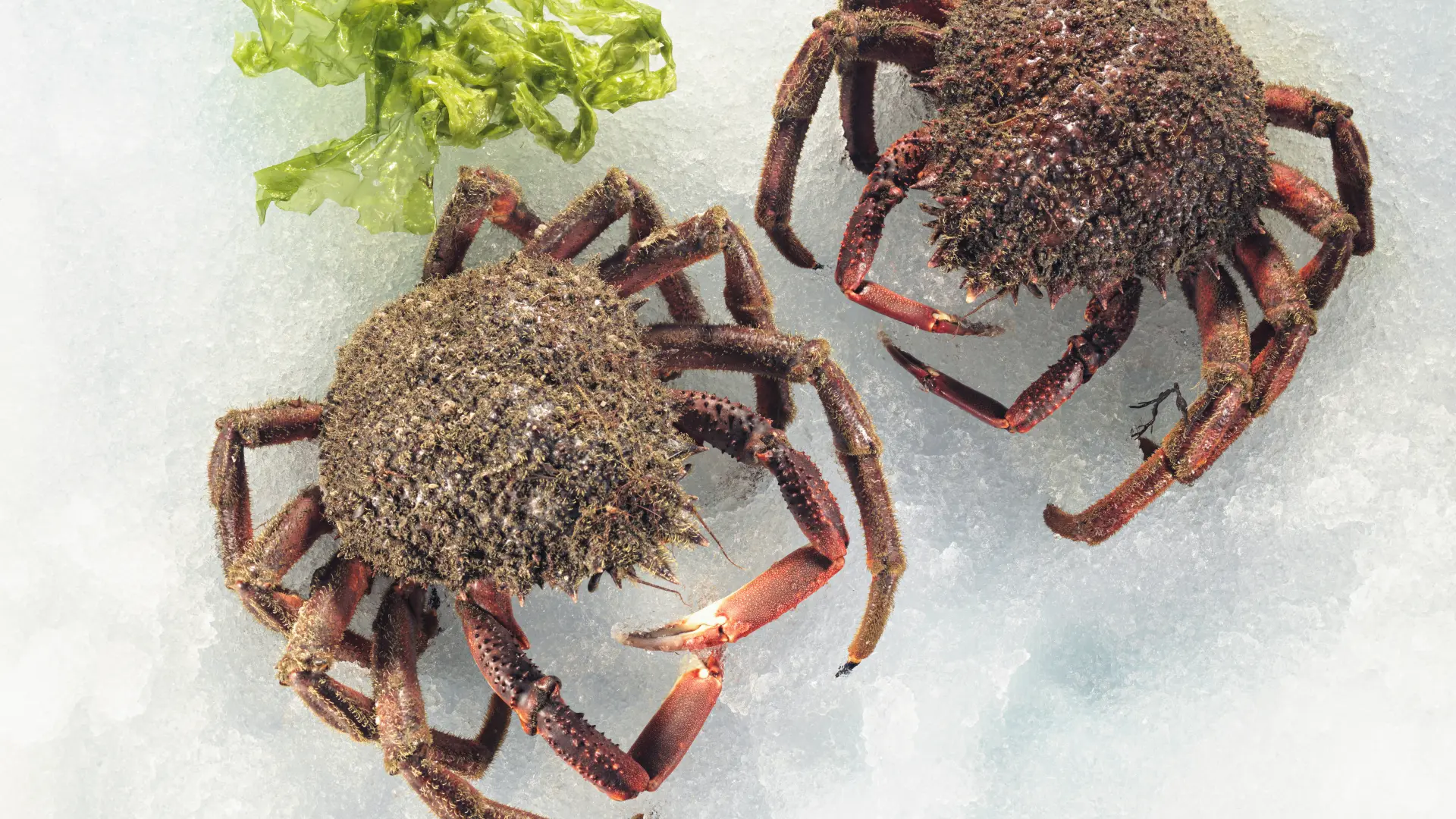 Centollo, un bocado con mucho sabor marino