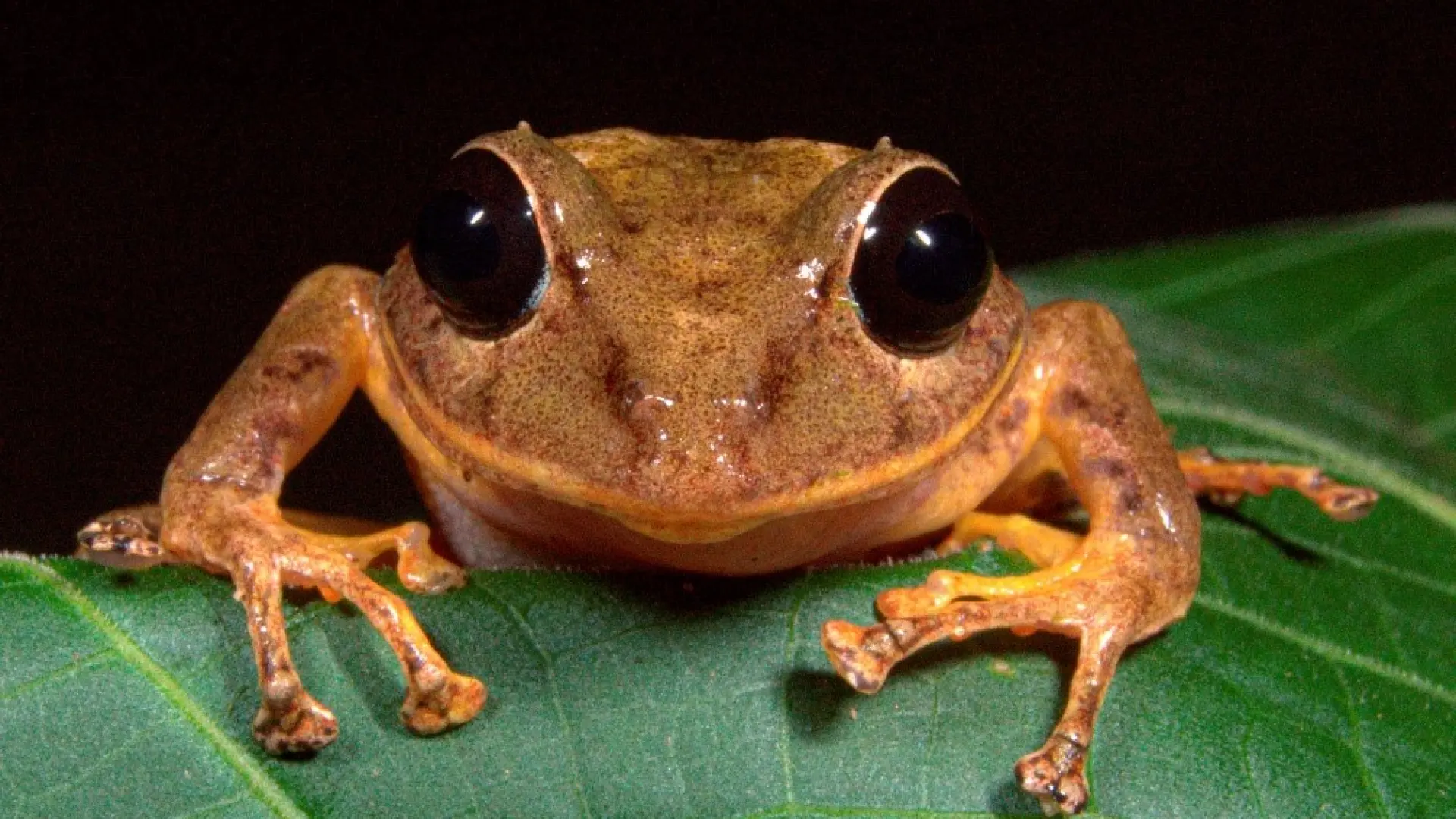 Las ranas son 30 millones de años más jóvenes de lo estimado