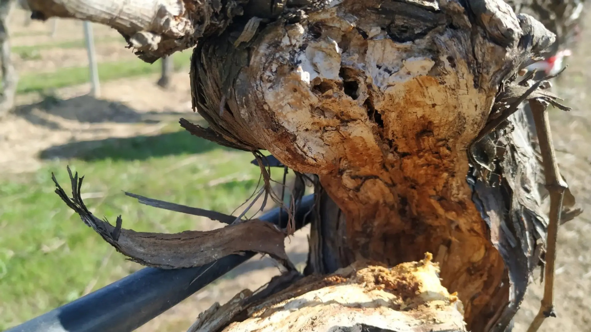 Una solución para tener más madera sana
