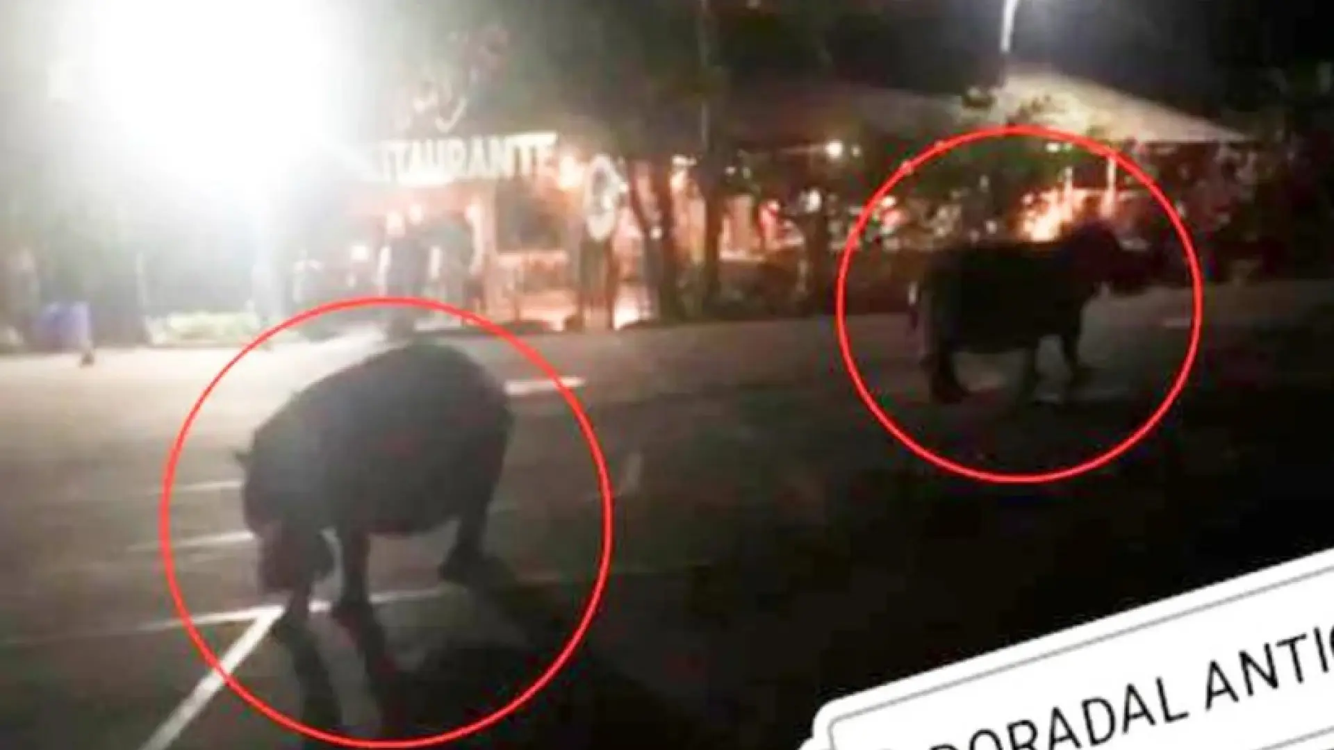 Una pareja de hipopótamos se pasea por las calles de un pueblo de Colombia Una pareja de hipopótamos se pasea por las calles de un pueblo de Colombia