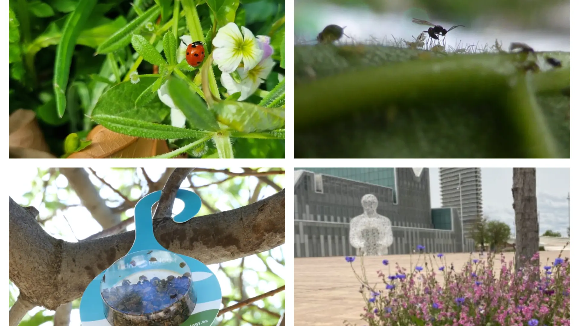 El 'dream team' de los insectos que más hacen por el arbolado zaragozano