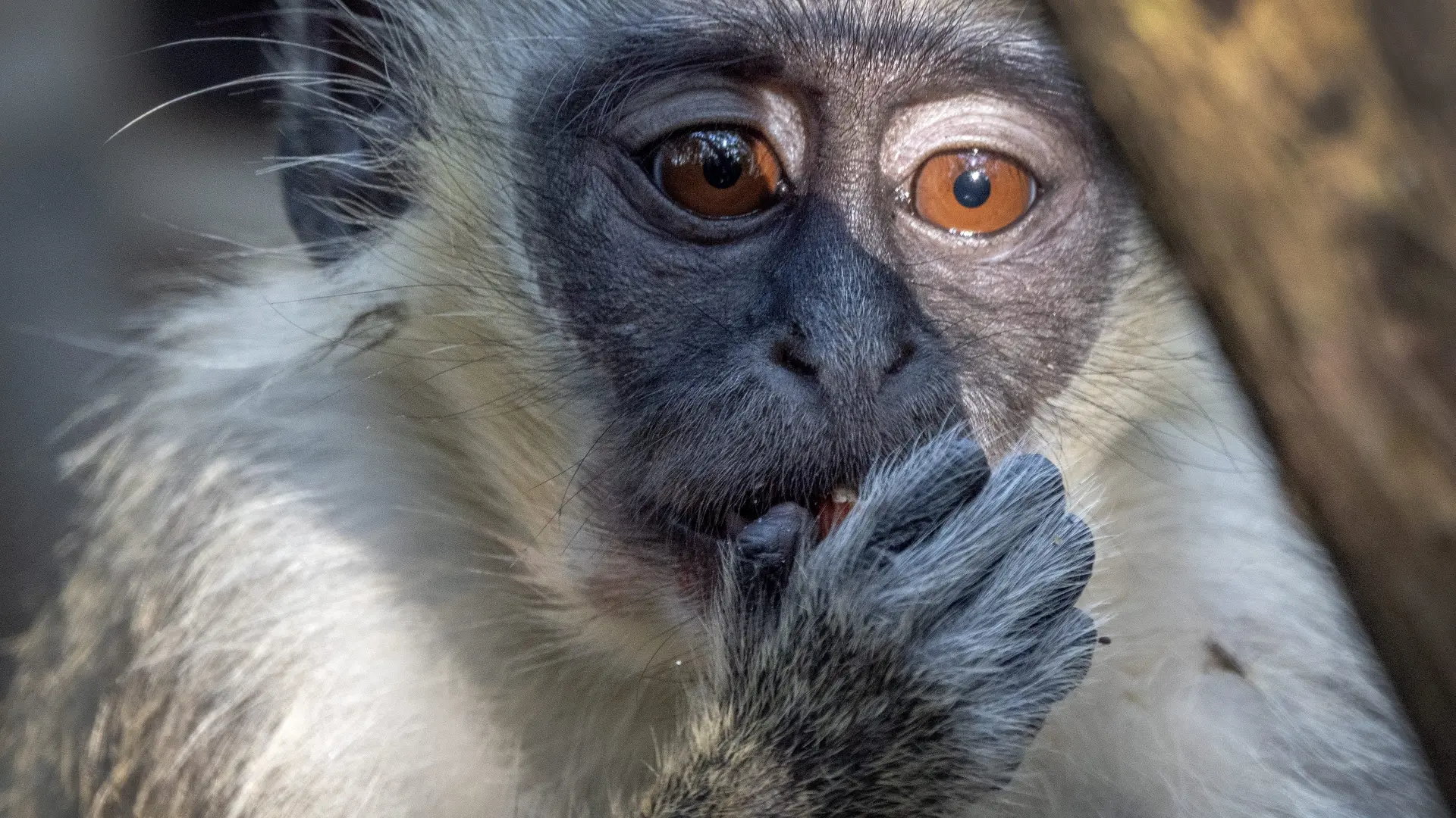 El clan de monos que reina sobre un aparcamiento en Florida
