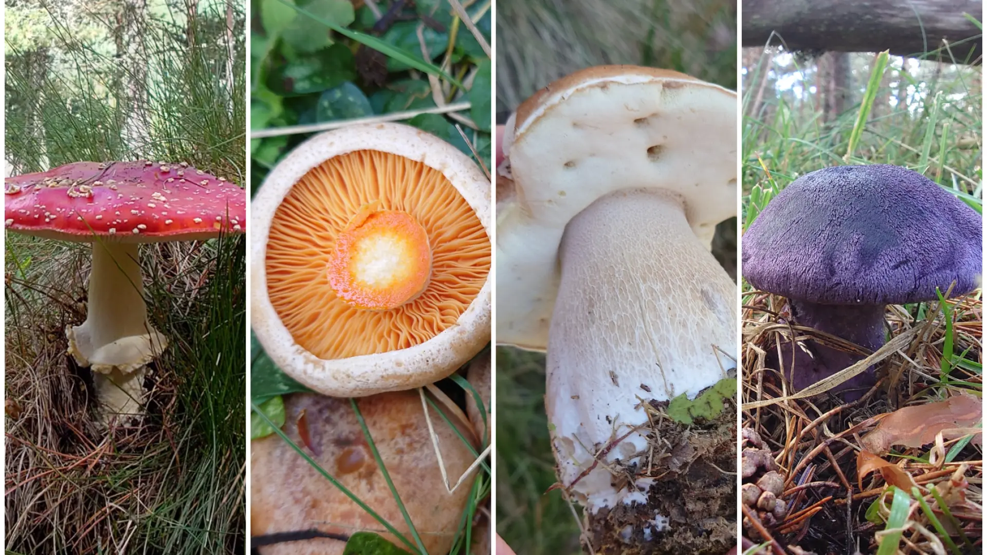 Las setas: un nutritivo 'pantone' que seduce en campo y plato