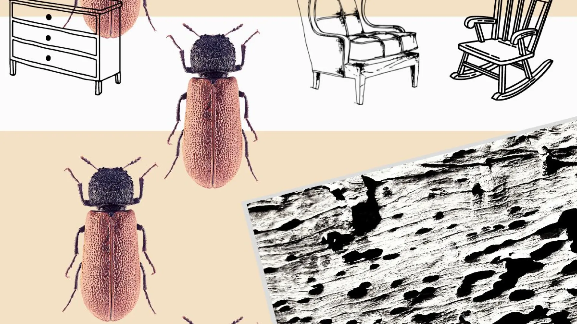 Carcoma: cómo entra en la madera y consejos para eliminarla