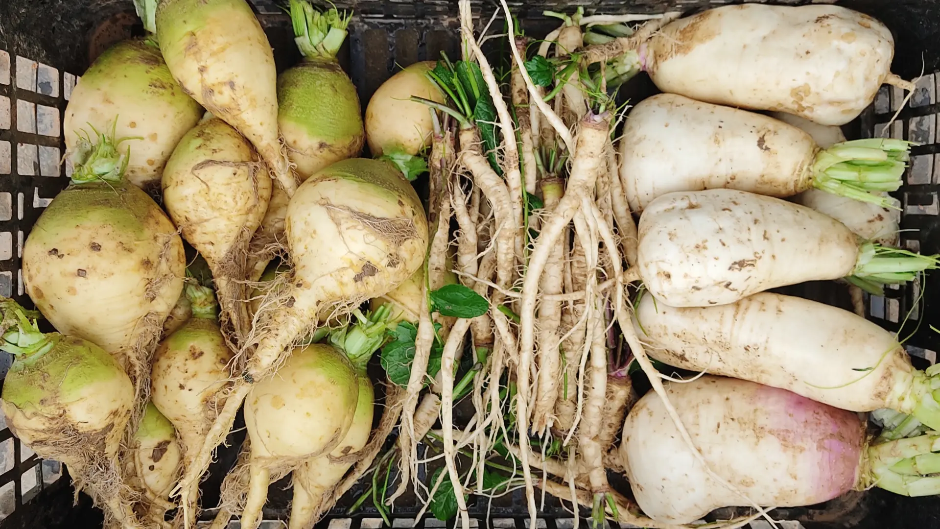 Los nabos aragoneses y algunas recetas donde utilizarlos