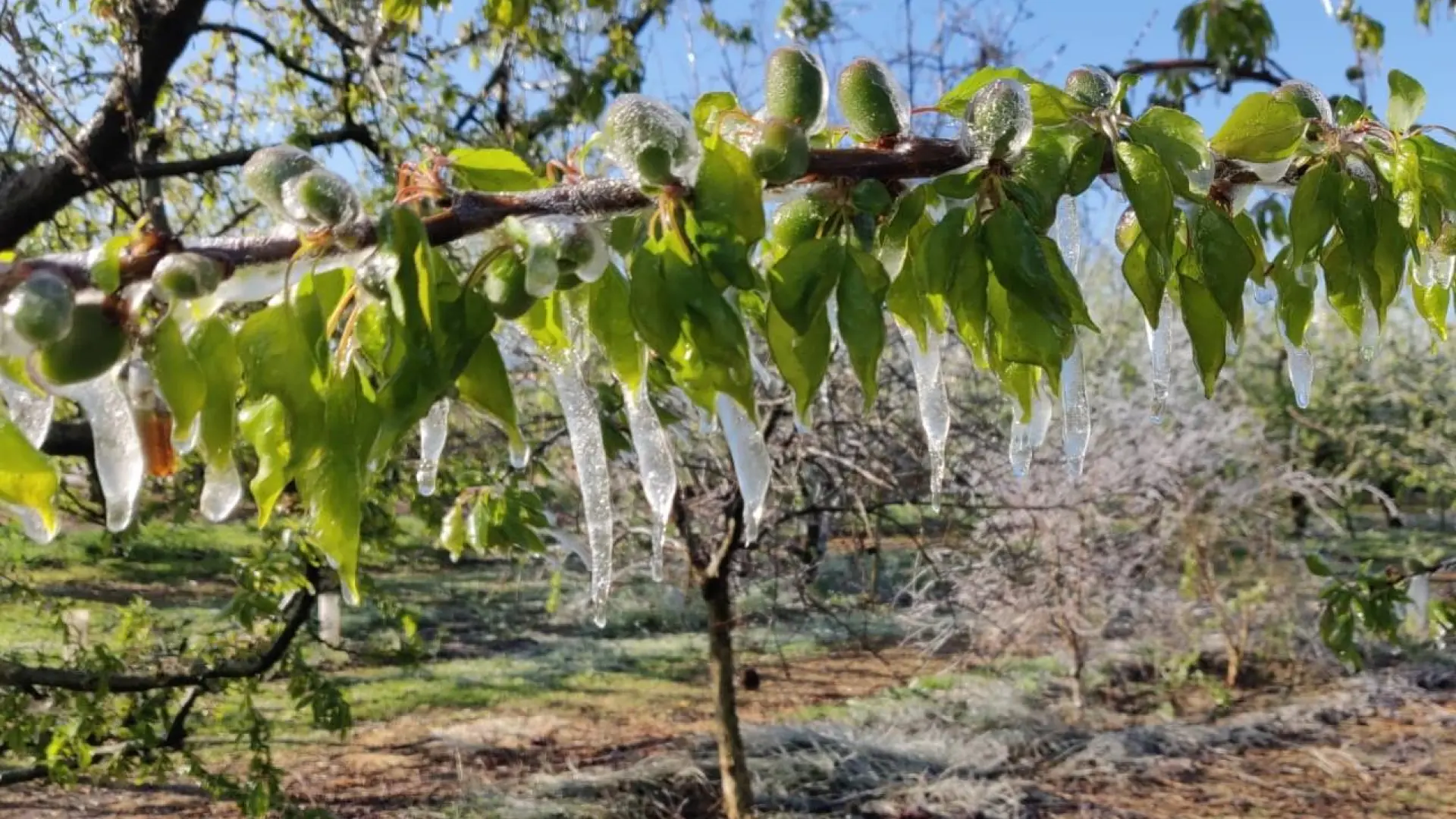UAGA cuestiona la cobertura de la nuevas pólizas en frutales