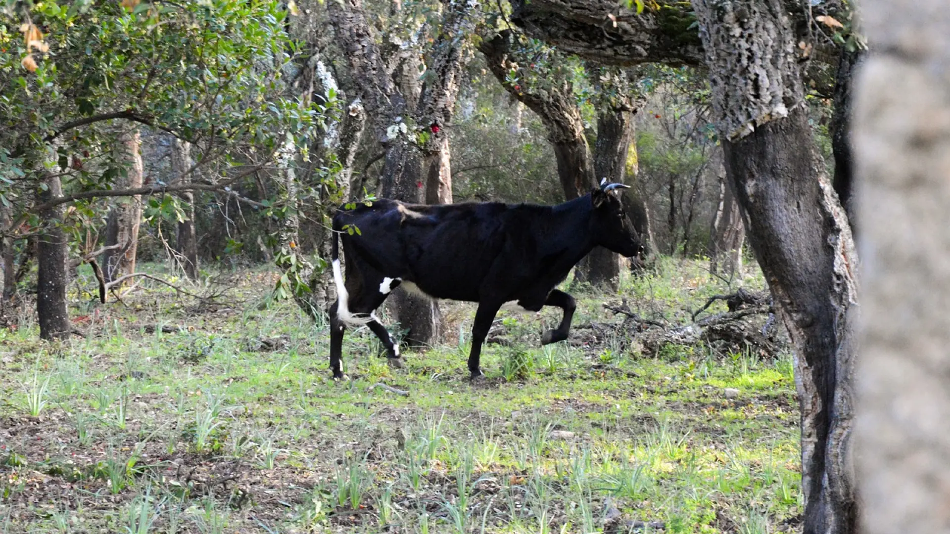 EE. UU. ordena matar 150 vacas salvajes disparando desde helicópteros