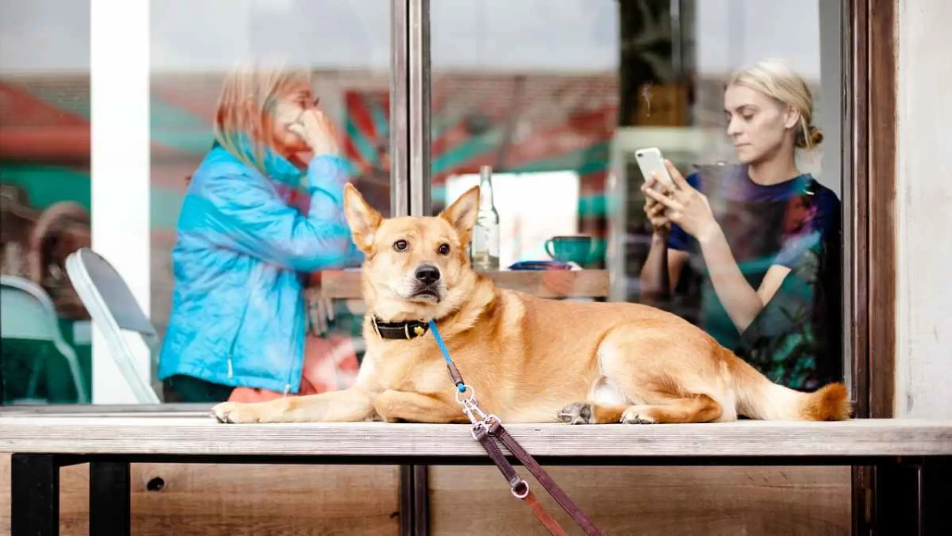 ¿Puedo entrar con mi perro a un bar o restaurante según la Ley de ...