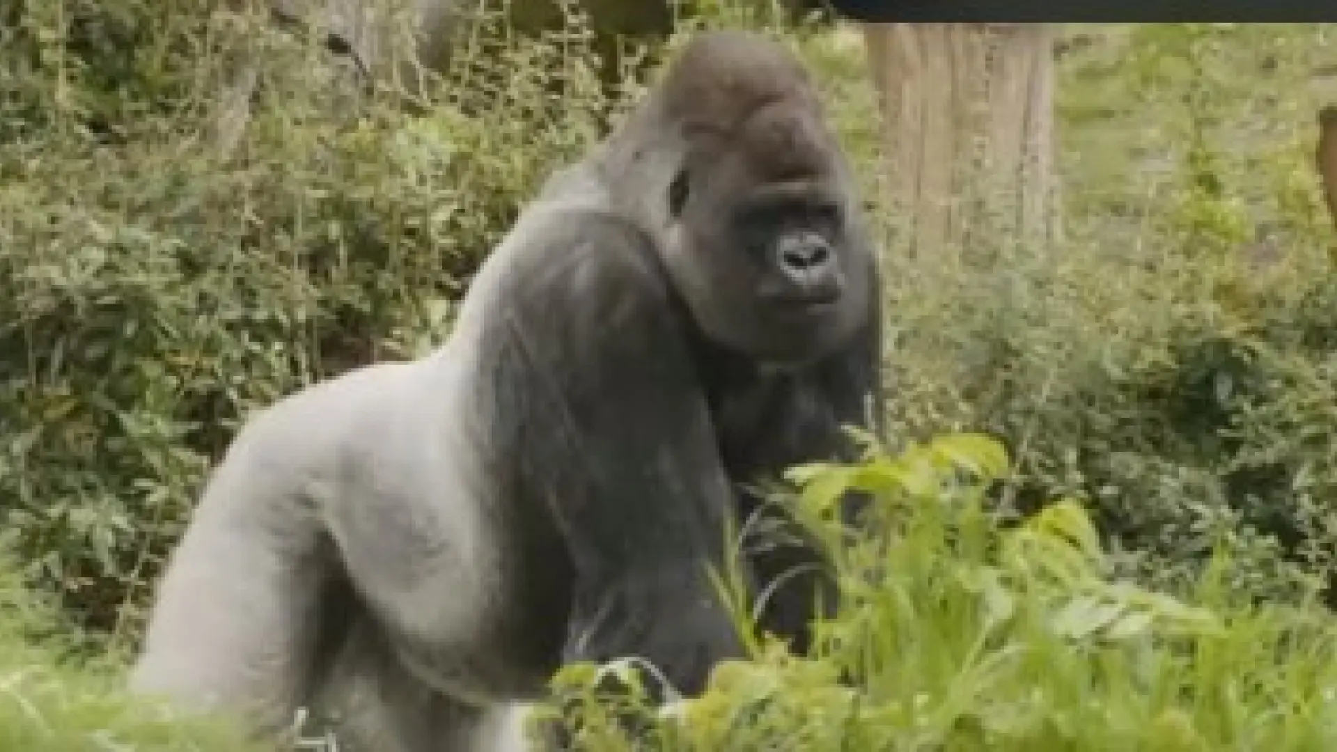 Muere en Róterdam el gorila Bokito, famoso por sus huidas del zoo
