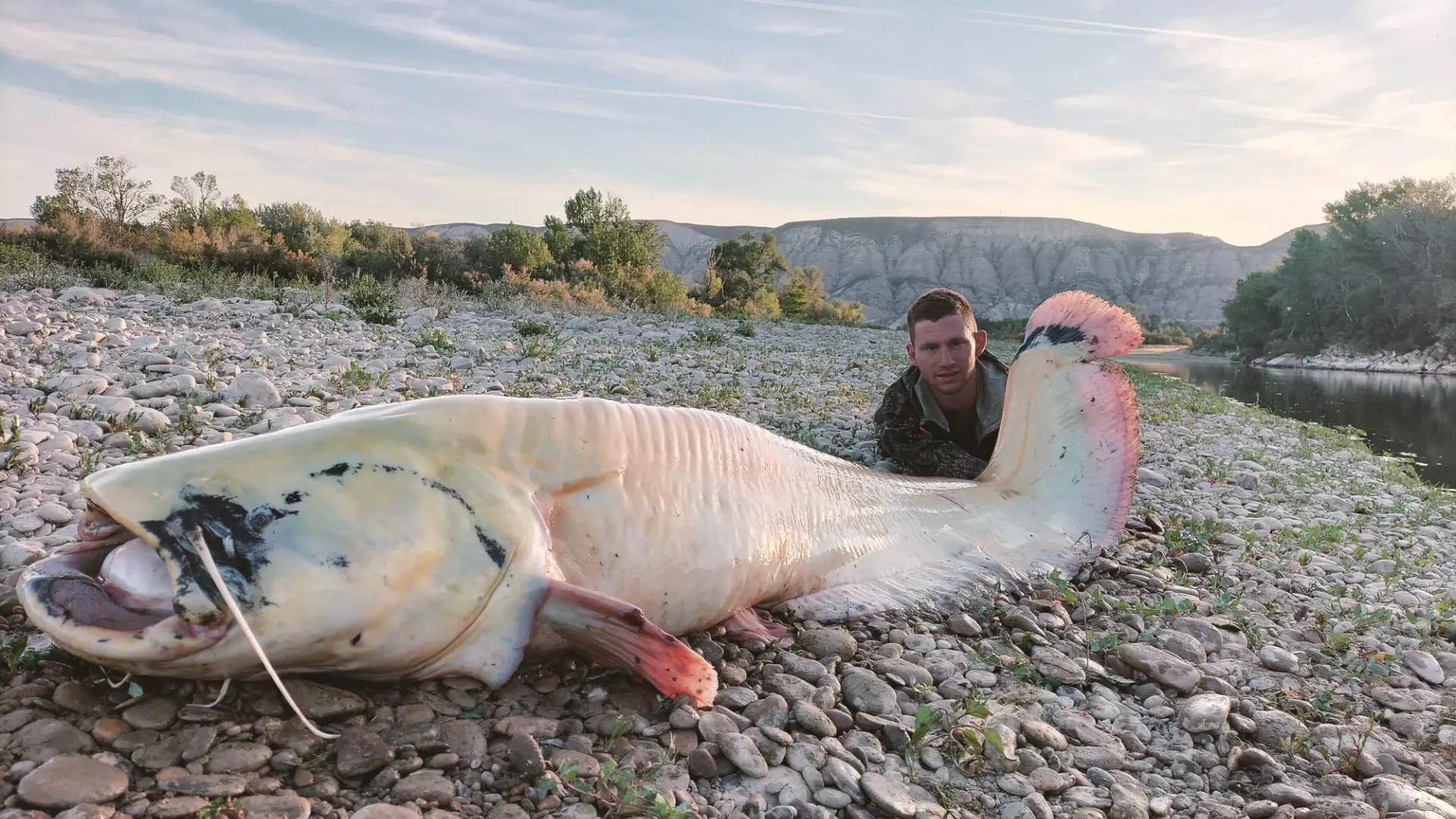 ¿En qué se diferencia un siluro estándar de uno albino?