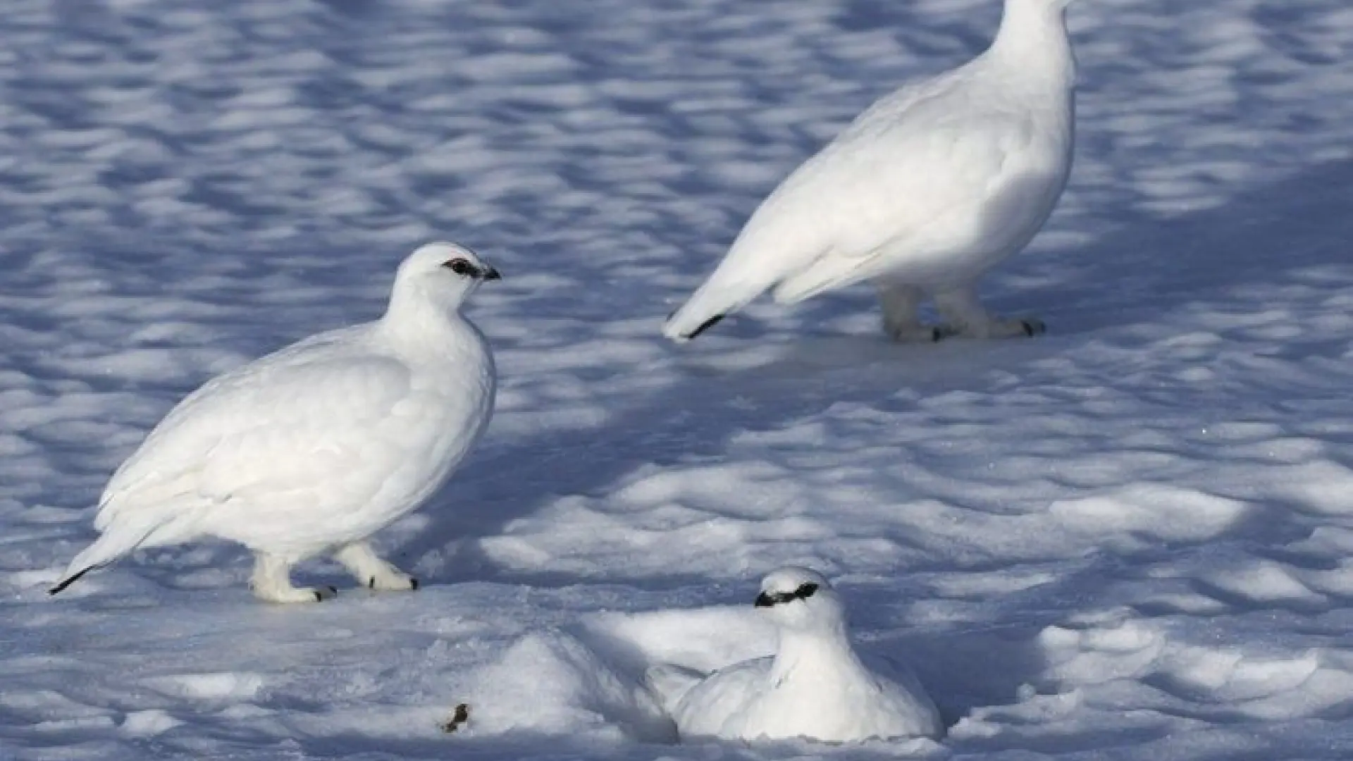 Un estudio establece el primer censo de perdiz nival en el Pirineo