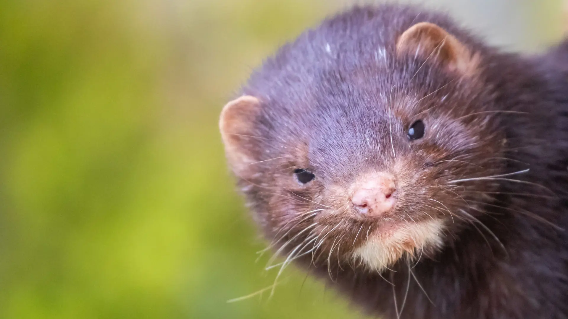 Las especies invasoras, claves en el 60% de las extinciones de plantas ...